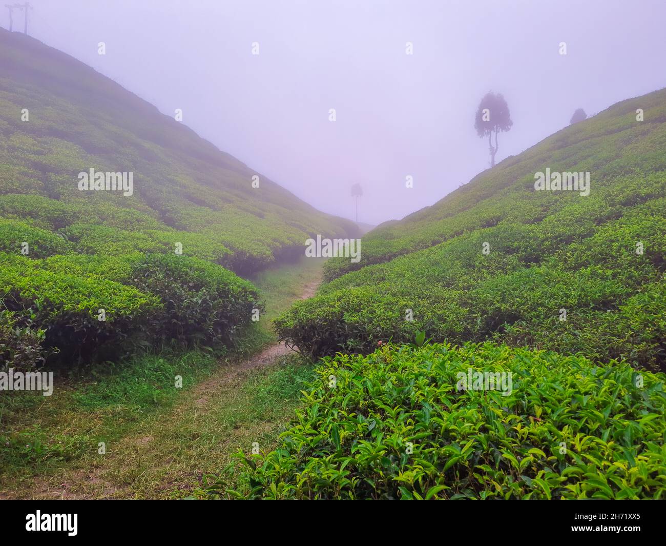 tea garden in remote village covered with fog at morning image is taken ...