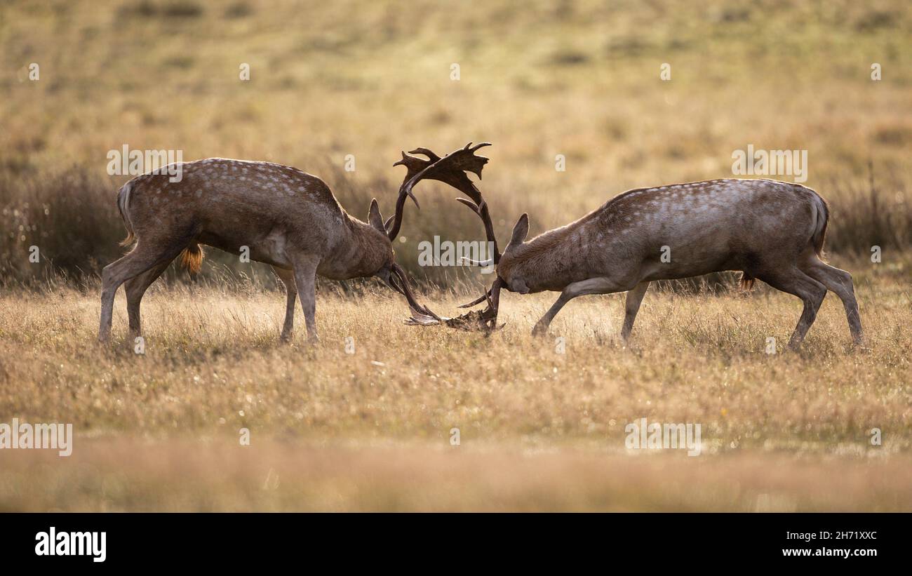 Two fallow deer bucks lock antlers as they fight in Richmond Park ...