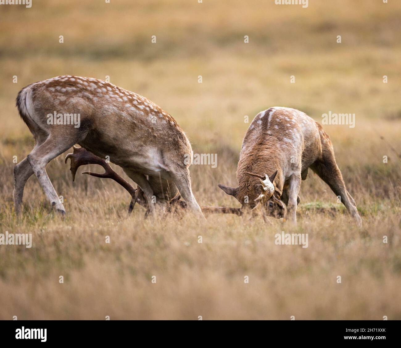 The fallow deer bucks force each other to the ground as they fight in ...