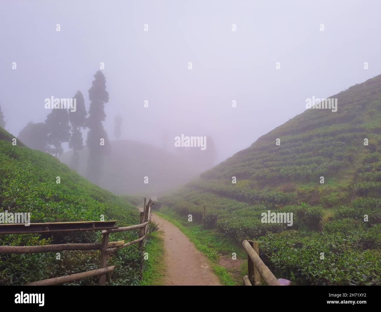 Gopaldhara tea plantation hi-res stock photography and images - Alamy