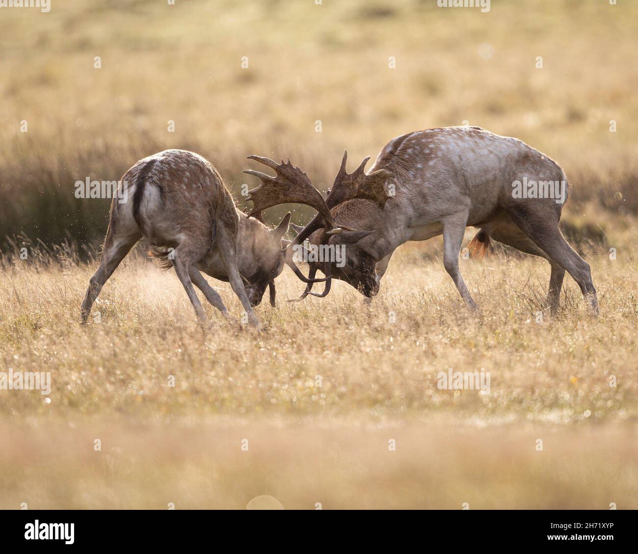 Two fallow deer bucks lock antlers as they fight in Richmond Park ...