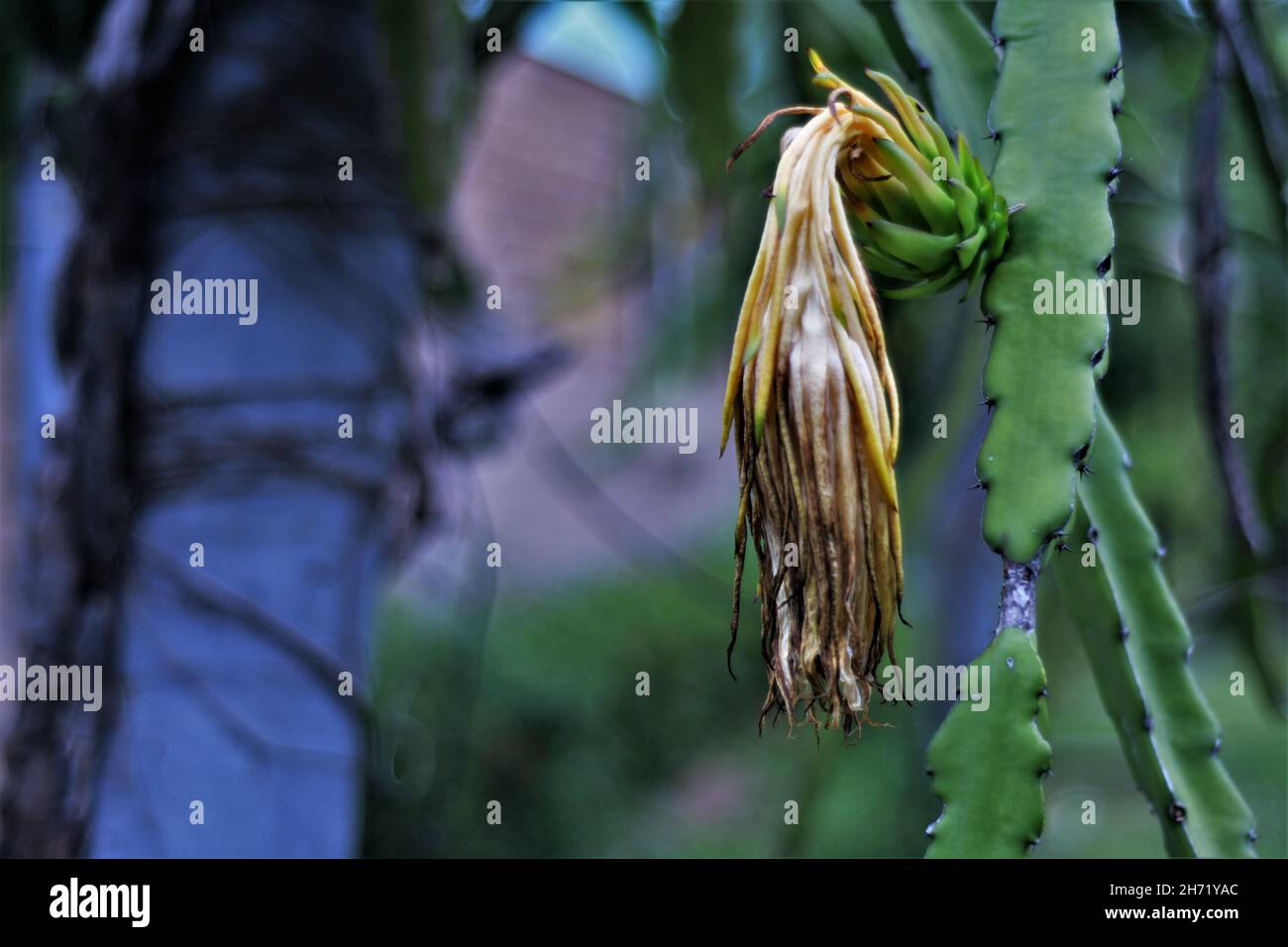 Selective focus shot of dragon fruit flower (hylocereus undatus Stock ...