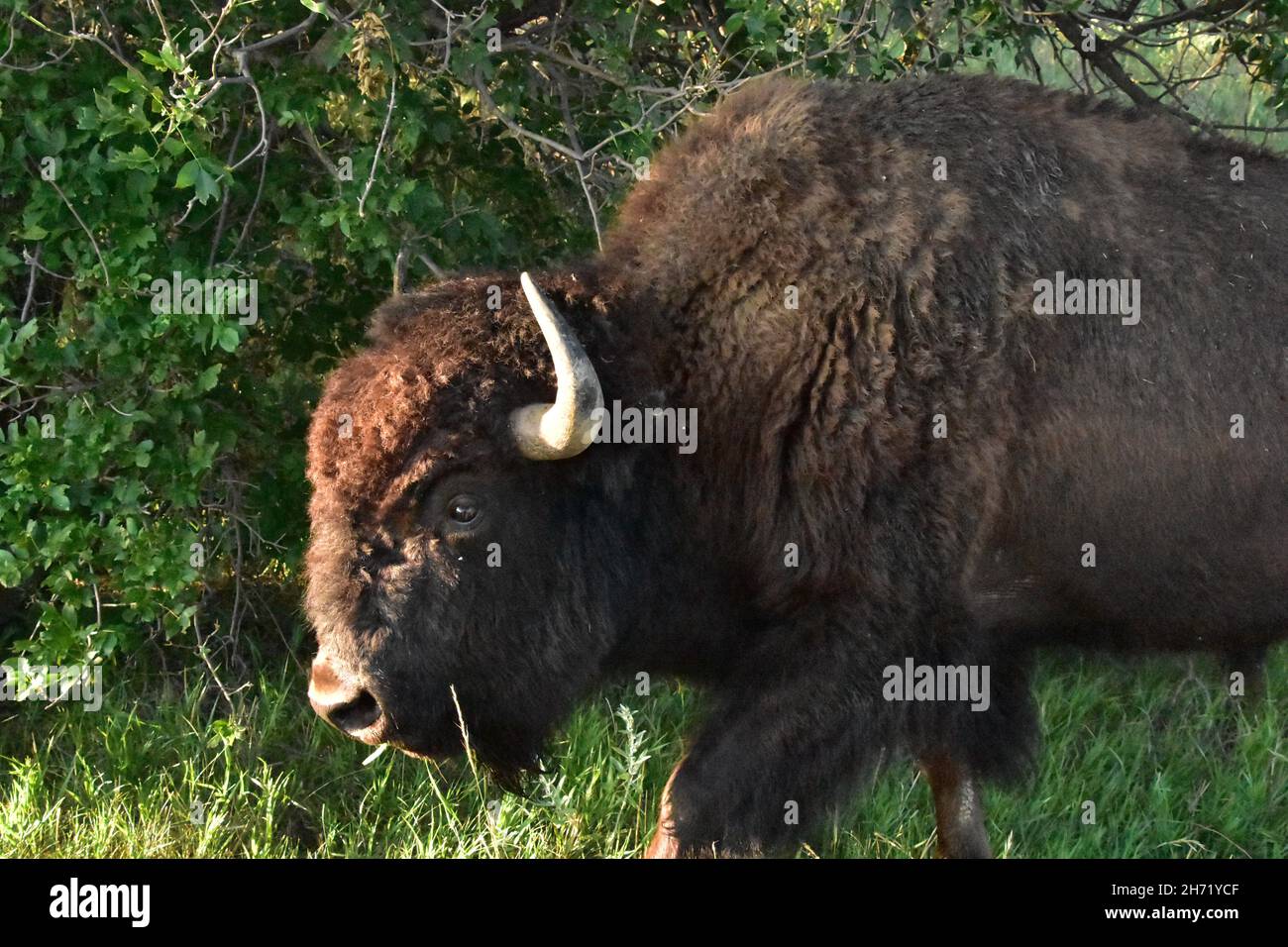 Fantastic up close look at the face of a passing bison Stock Photo - Alamy