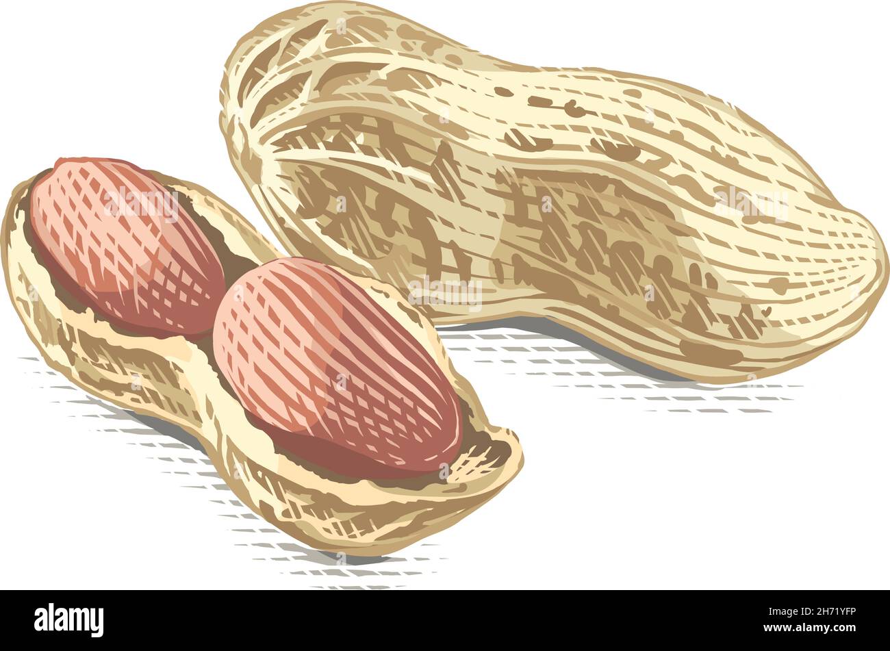 peanut Hand drawing sketch engraving watercolor illustration style ...