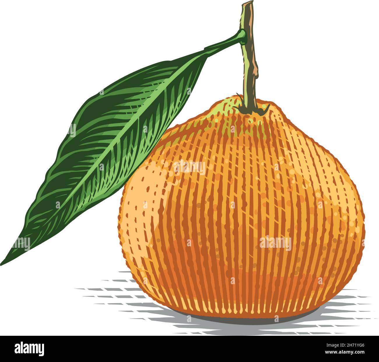 tangerine on a twig Hand drawing sketch engraving watercolor ...