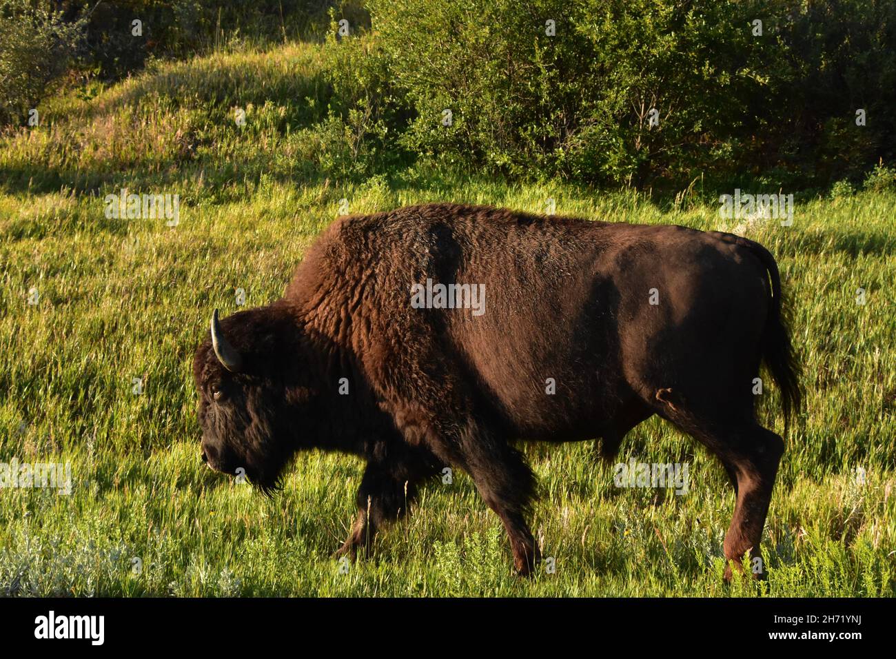 Stunning side profile of an American Buffalo in a grass field Stock ...