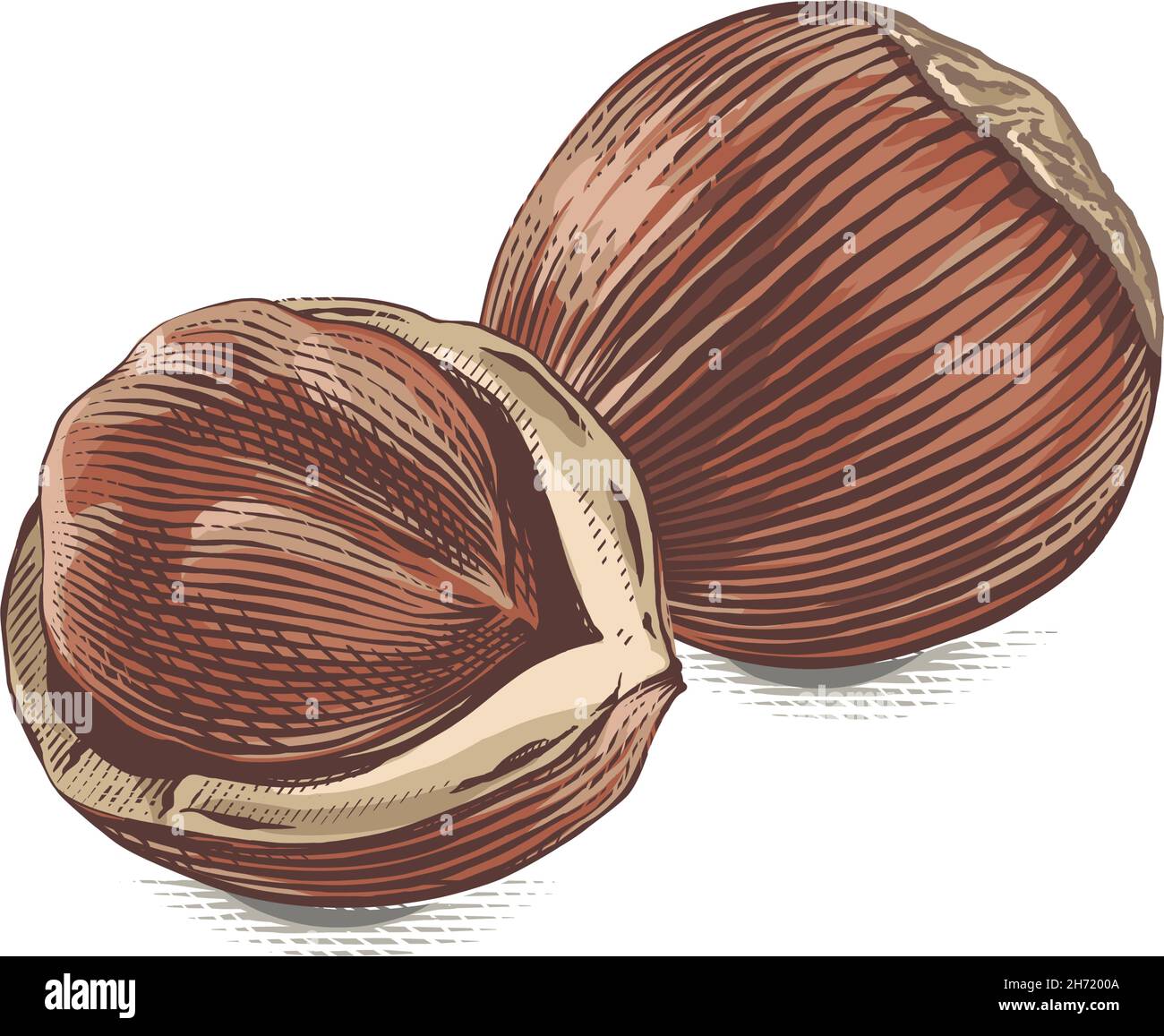 open filbert Hand drawing sketch engraving watercolor illustration ...