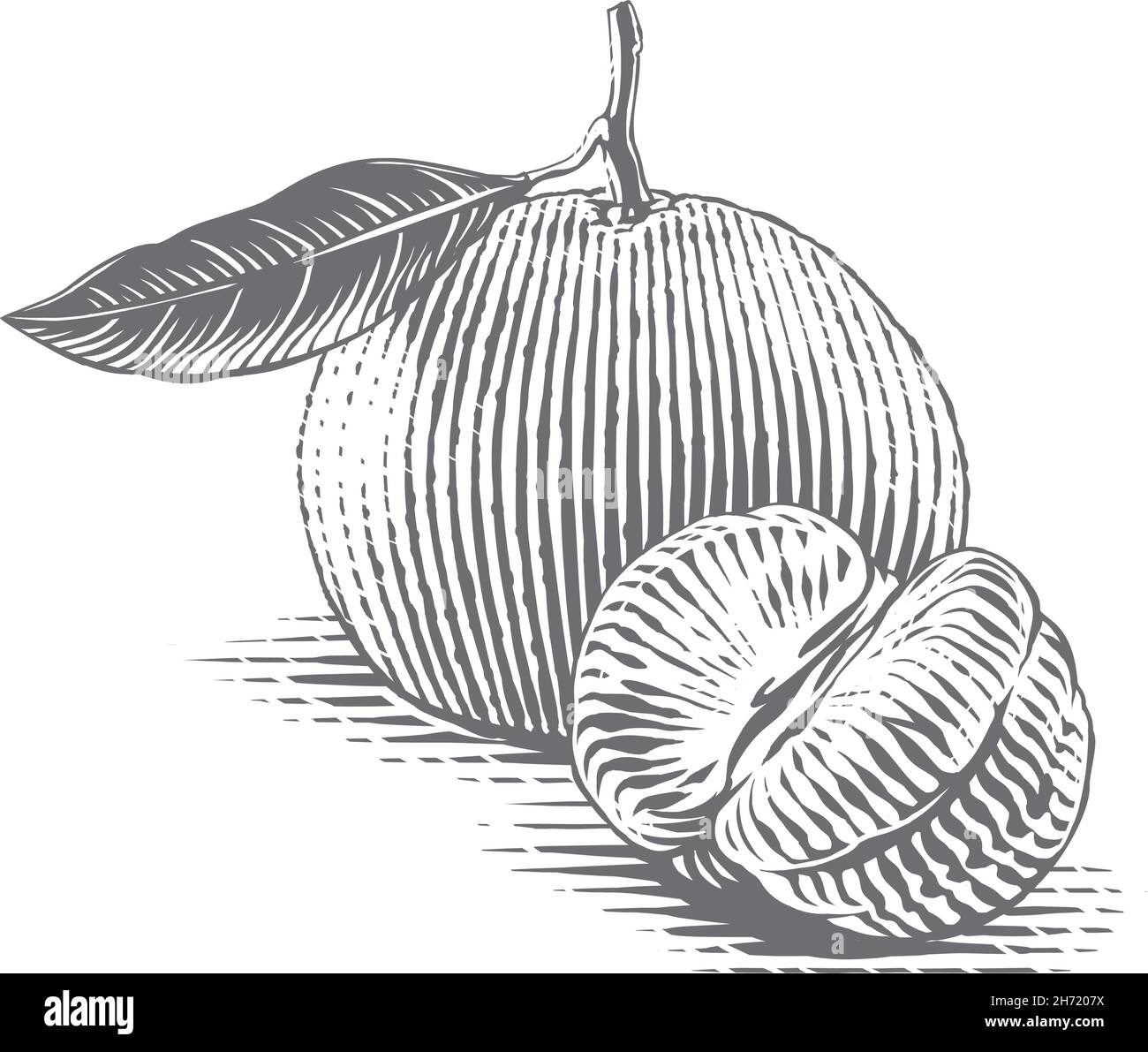 tangerine on a twig Hand drawing sketch engraving illustration style ...