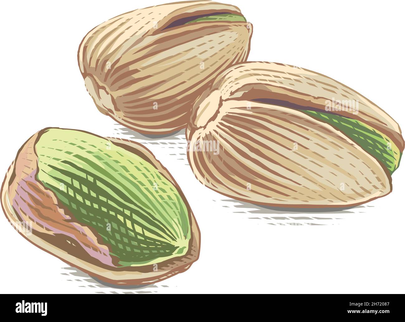pistachios Hand drawing sketch engraving watercolor illustration style ...