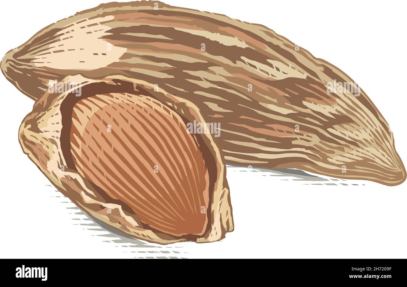 Almonds Nut Hand Drawing Sketch Engraving Watercolor Illustration Style