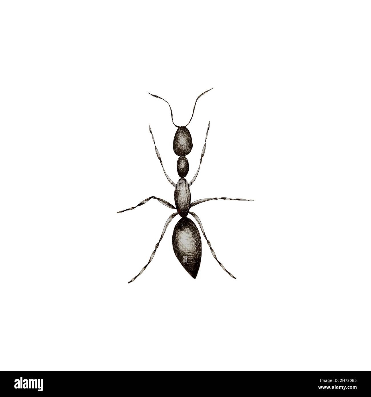 A colony of worker ants.Sketch drawing.Red ants paving the way to their ...