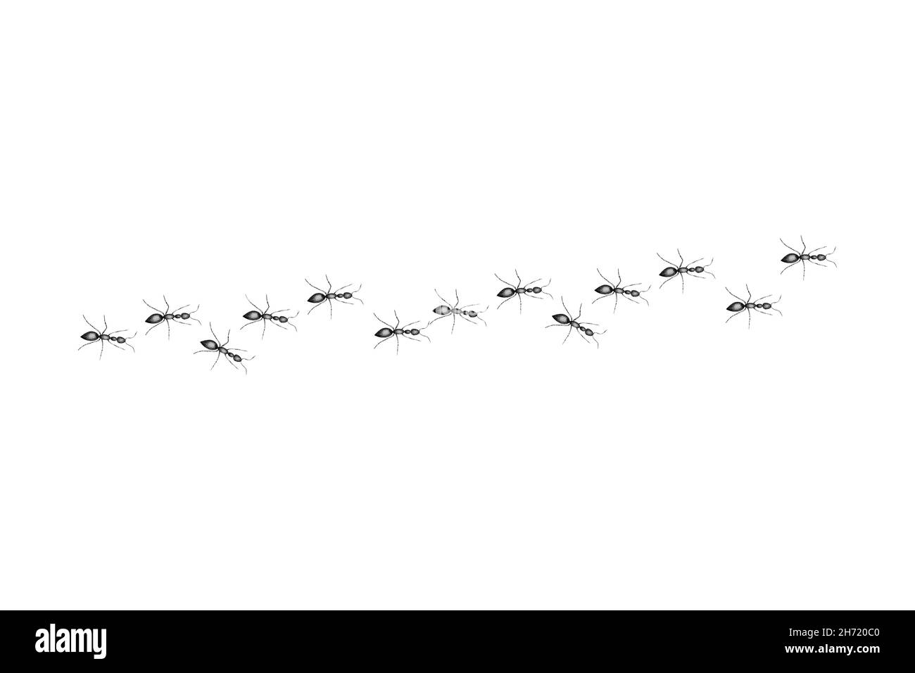 A colony of worker ants.Sketch drawing.Red ants paving the way to their ...