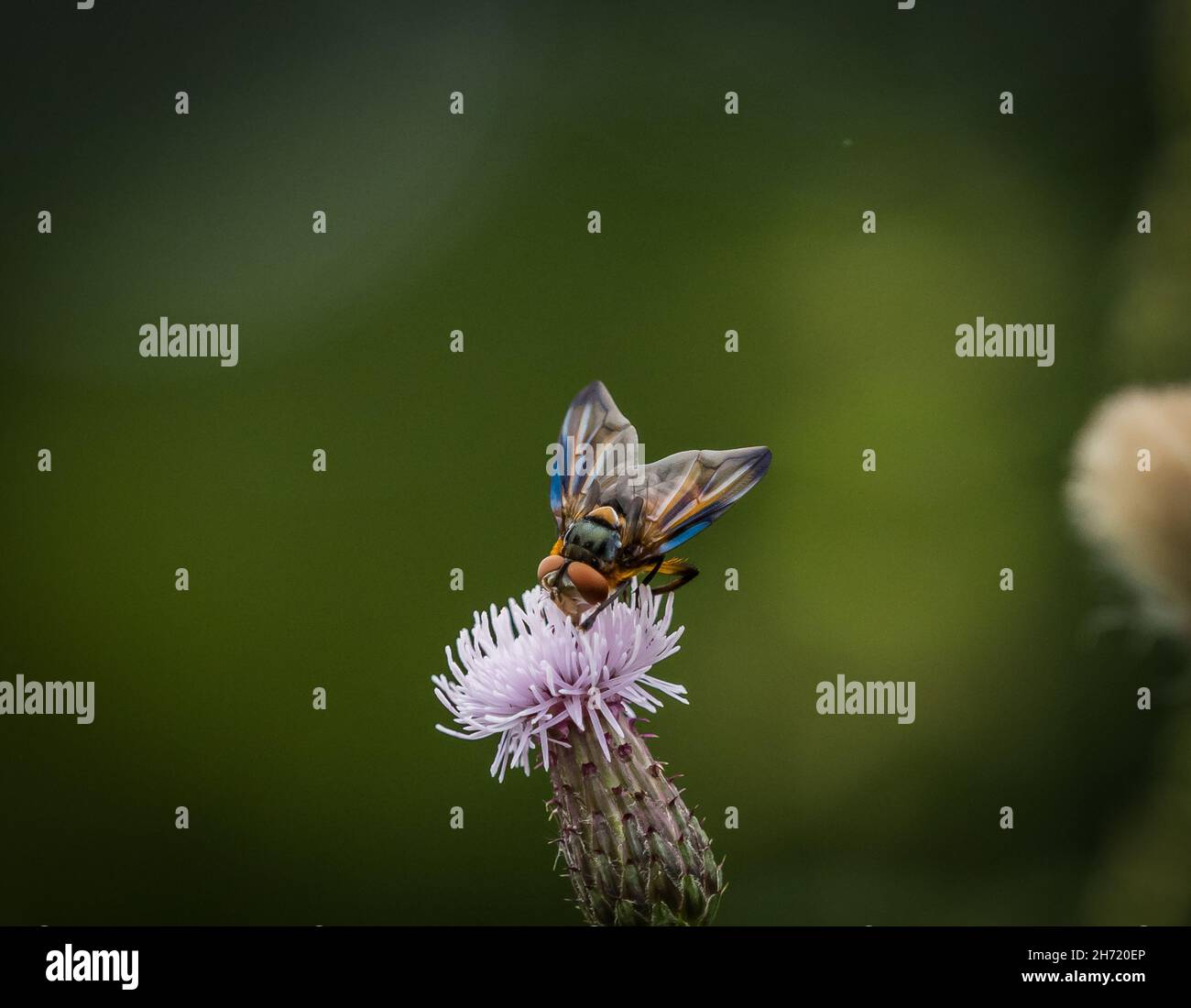 bug fly Phasia hemiptera insect fauna animal ecology copyspace Stock ...