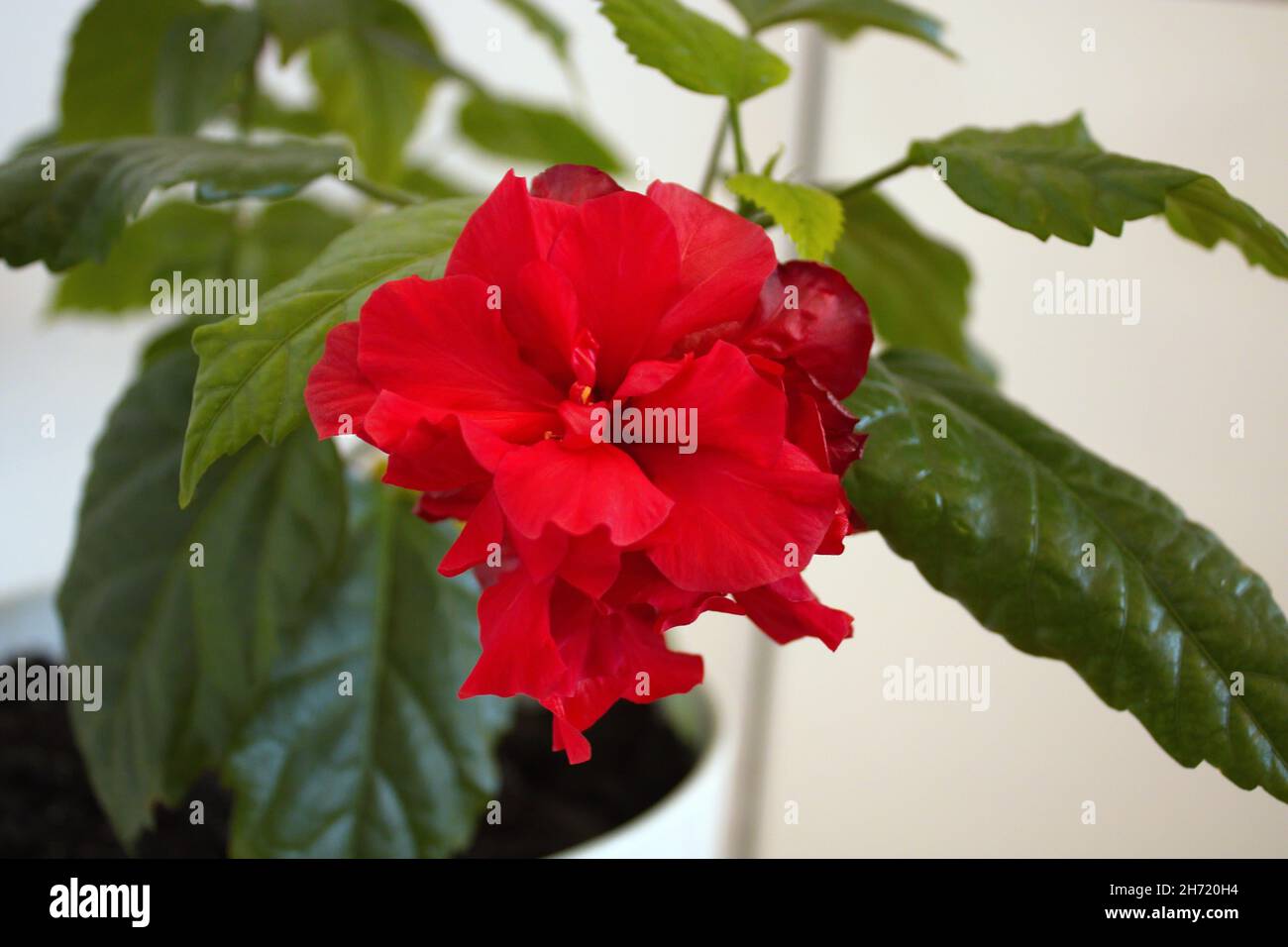 Closeup of a beautiful red hibiscus Chinese rose flower Stock Photo - Alamy