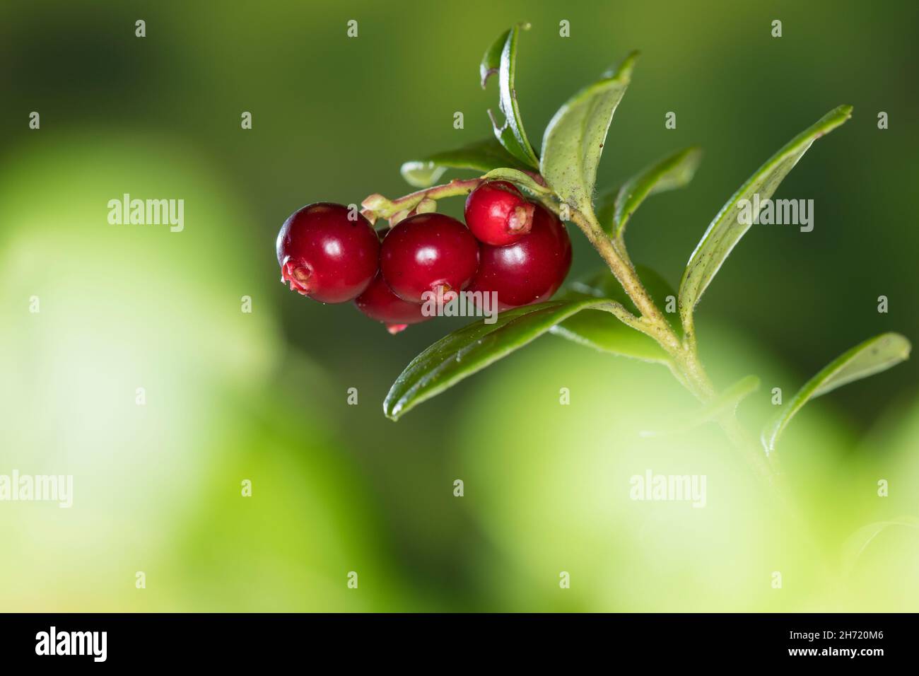 Preisel beere hi-res stock photography and images - Alamy