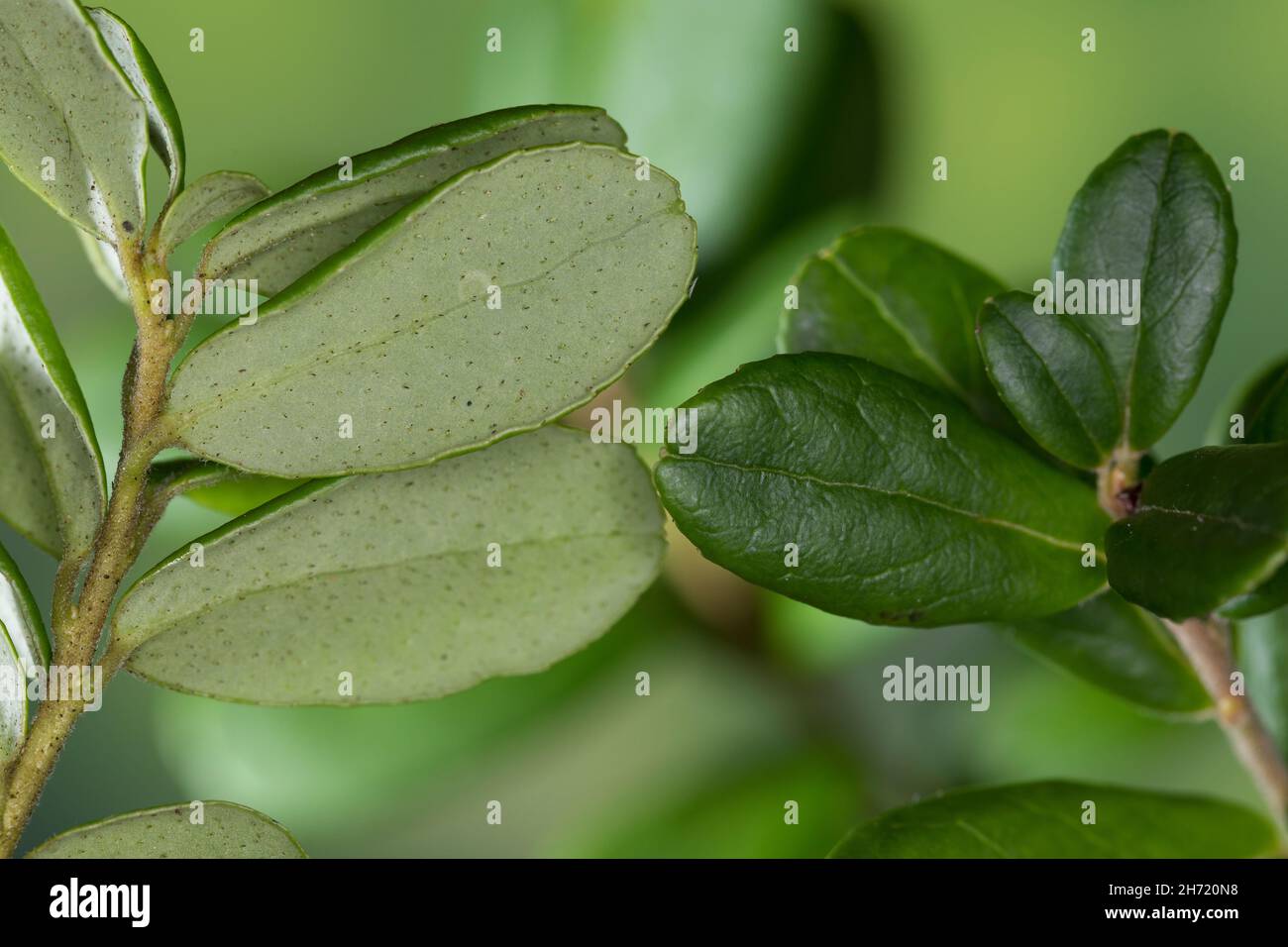 Kronsbeere hi-res stock photography and images - Alamy