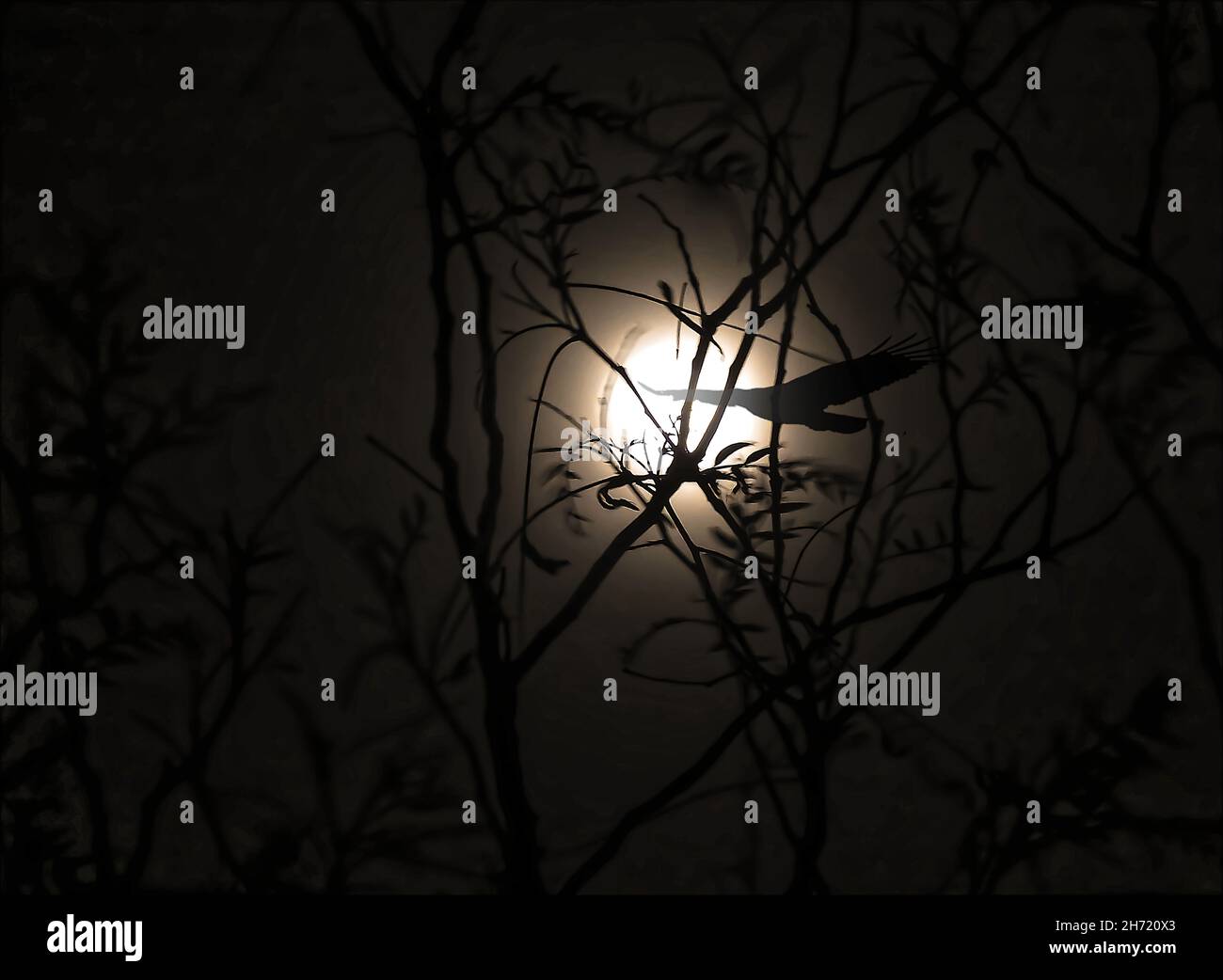 Scenic shot of the moon beind the trees in the dark Stock Photo - Alamy