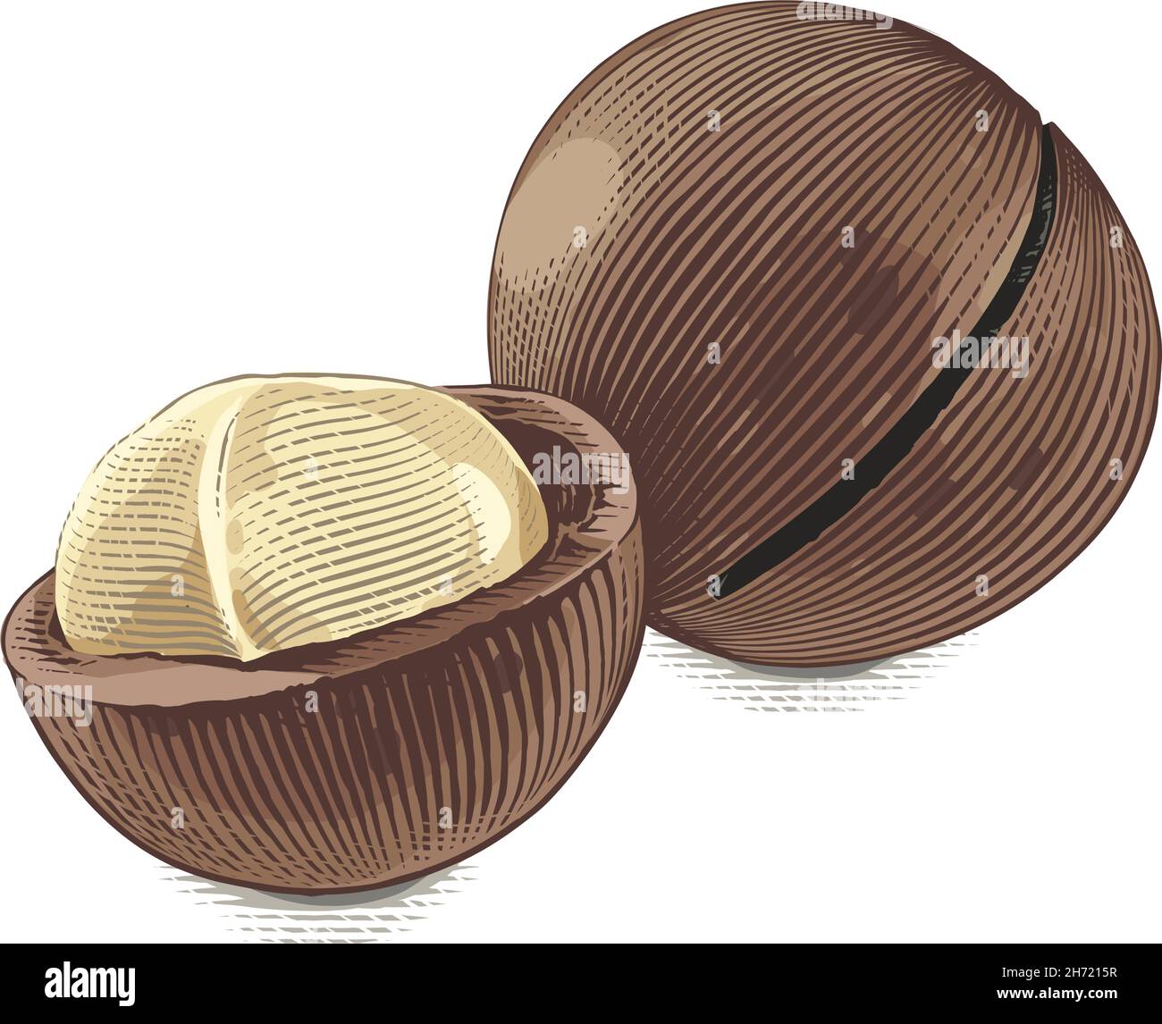 macadamia Hand drawing sketch engraving watercolor illustration style ...