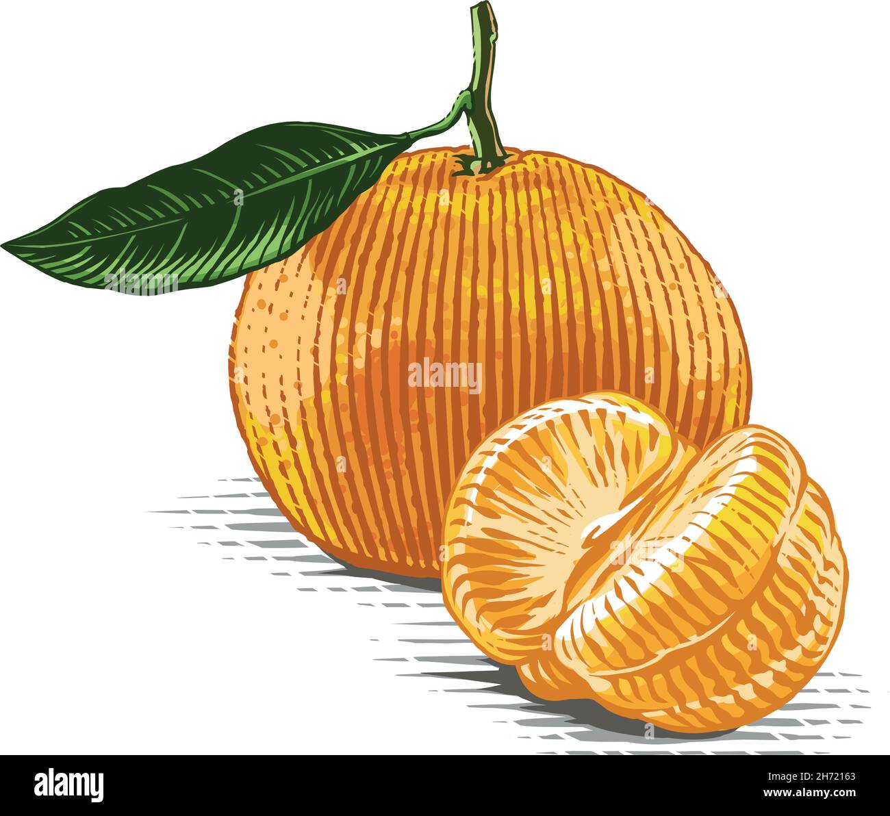 tangerine on a twig Hand drawing sketch engraving watercolor ...