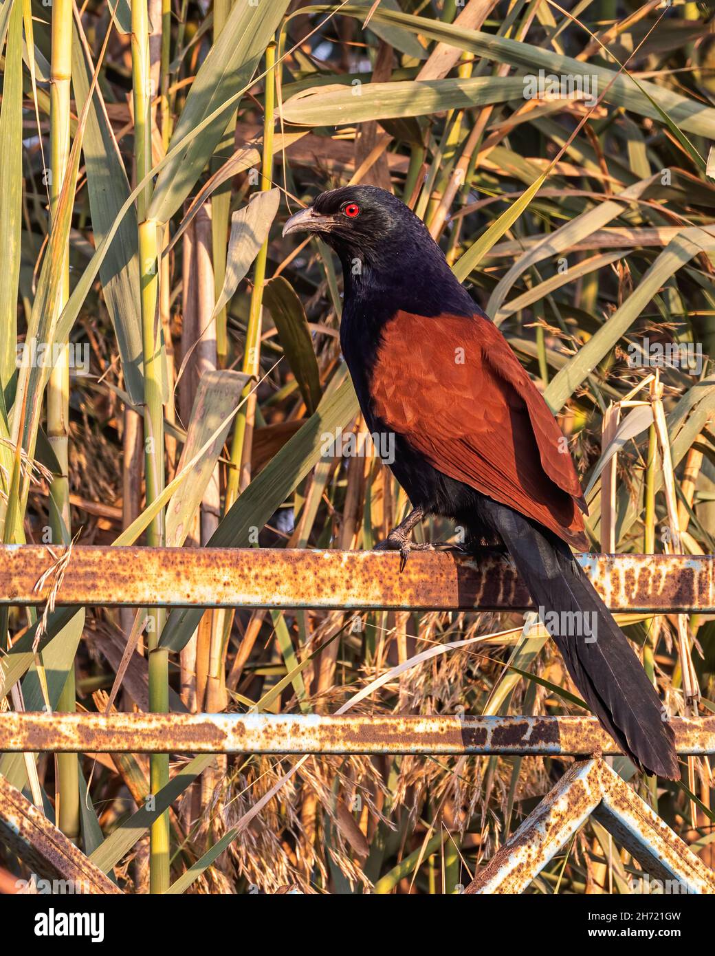 Common Coucal High Resolution Stock Photography and Images - Alamy