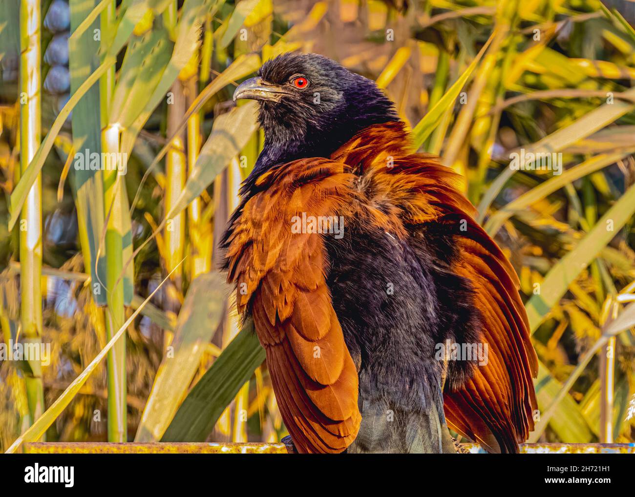 Common Coucal High Resolution Stock Photography and Images - Alamy