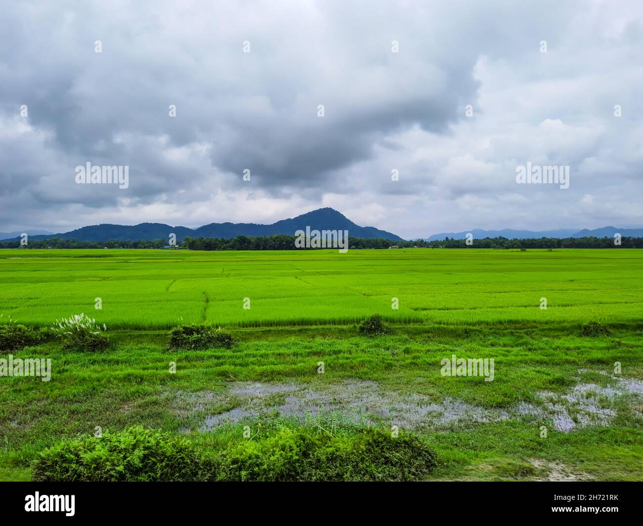 India assam field rice hi-res stock photography and images - Alamy