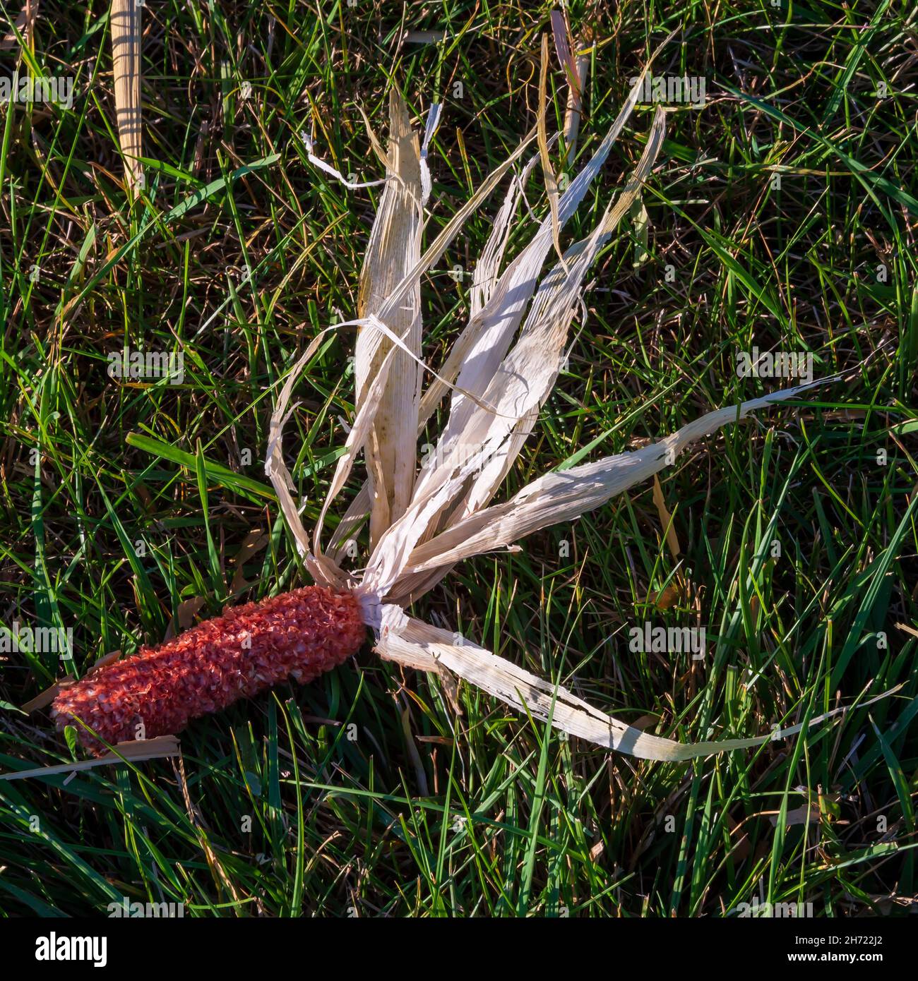 A corn cob stripped by a harvester lays in the grass next to a ...