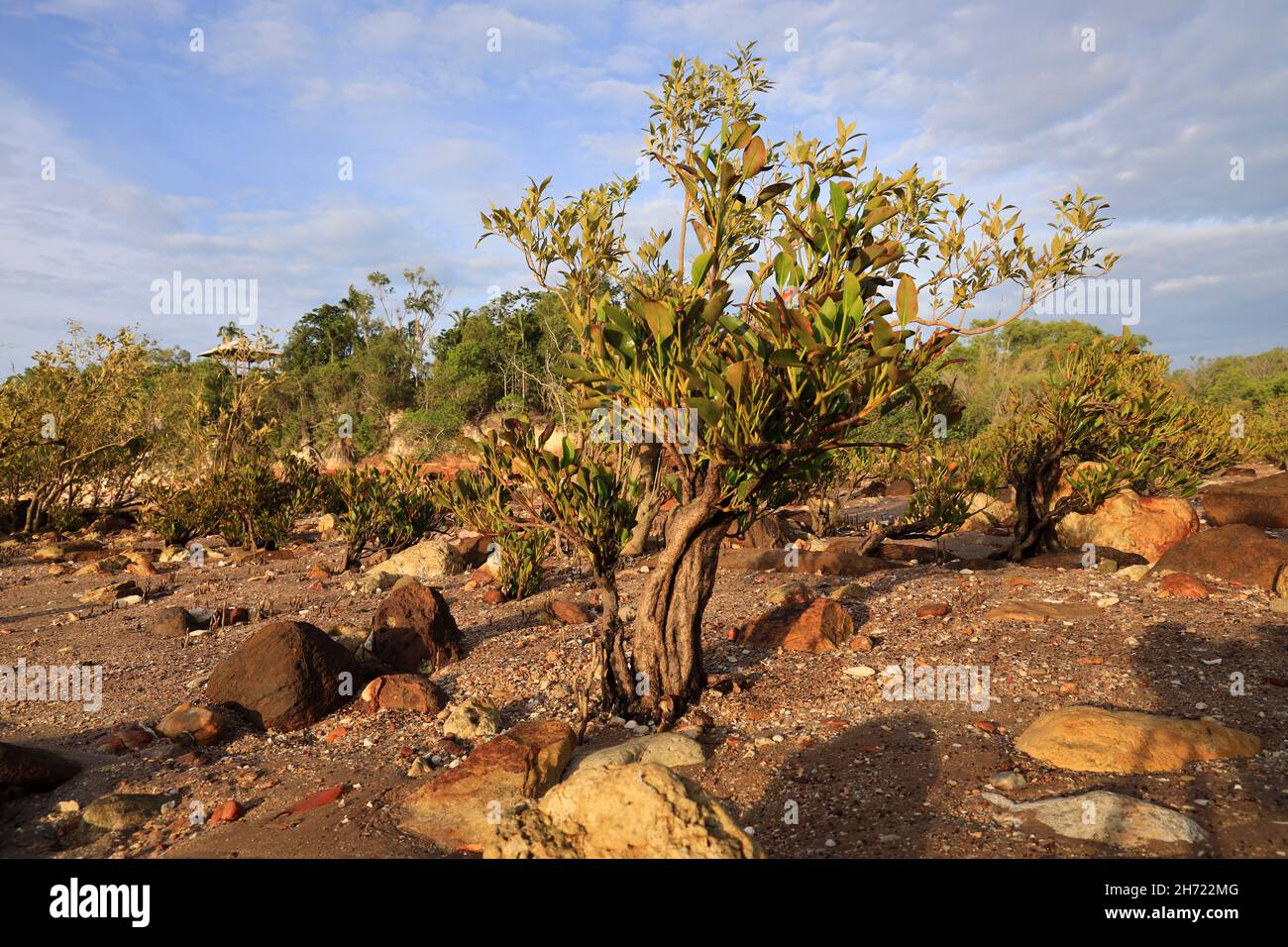 Mangroves at Mindil Beach, Darwin, Australia Stock Photo - Alamy