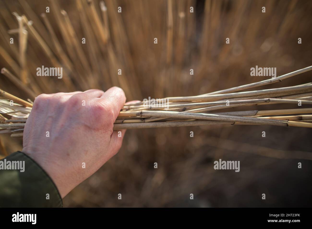 Female hand holds an armful of dry last years cane stalks, against a ...