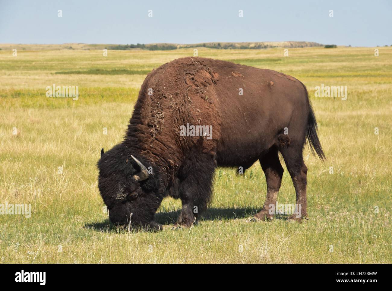 Large brown American buffalo on the plains grazing in South Dakota ...