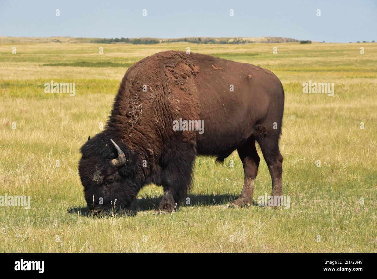 Gorgeous side profile of a bison grazing on the plains in South Dakota ...
