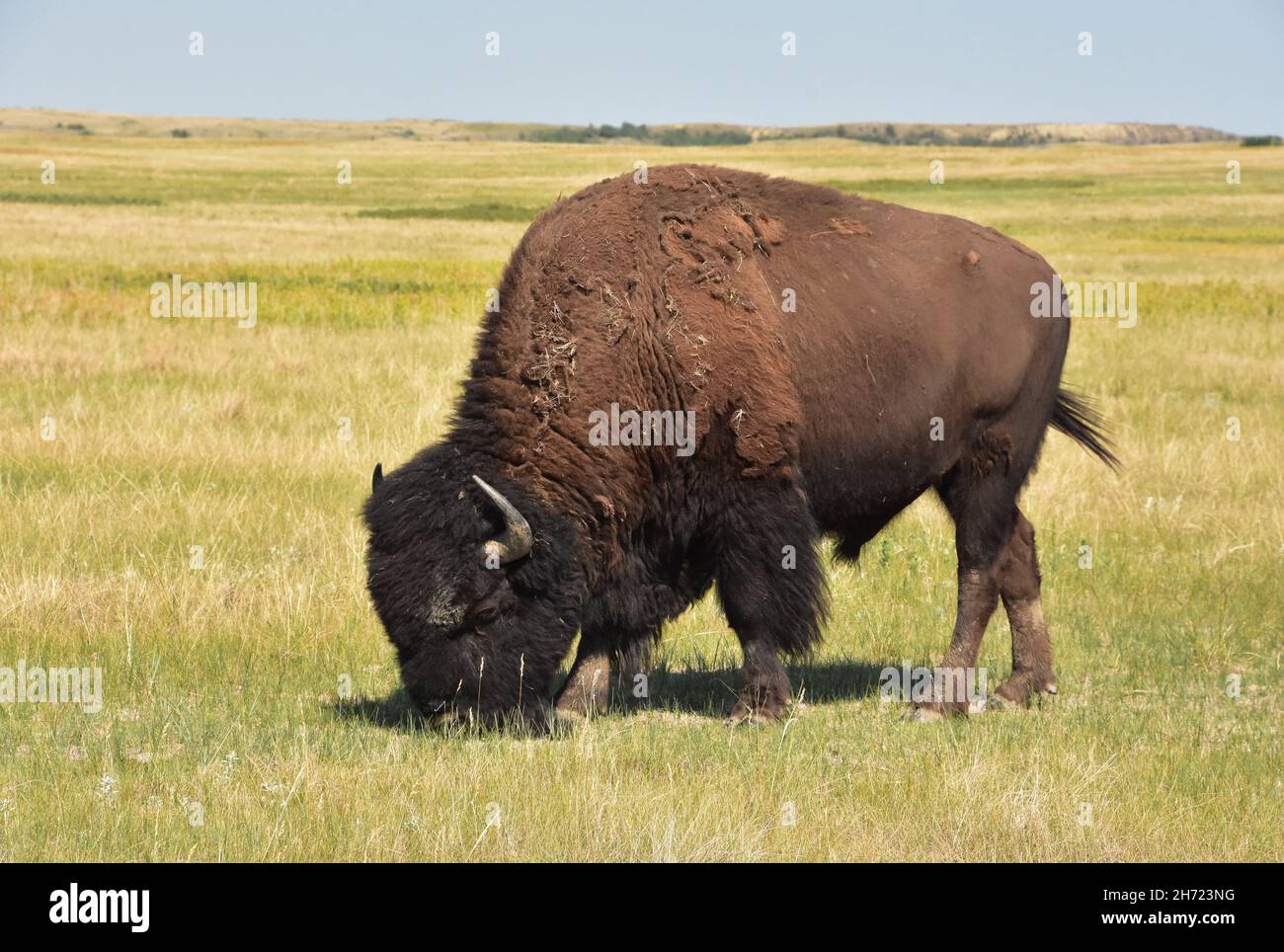 Furry and fluffy buffalo roaming on the plains of South Dakota Stock ...
