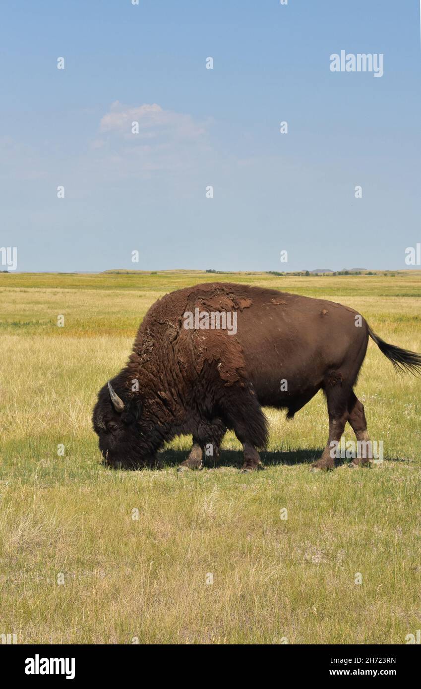 Stunning buffalo grazing on the plains landscape in South Dakota Stock ...