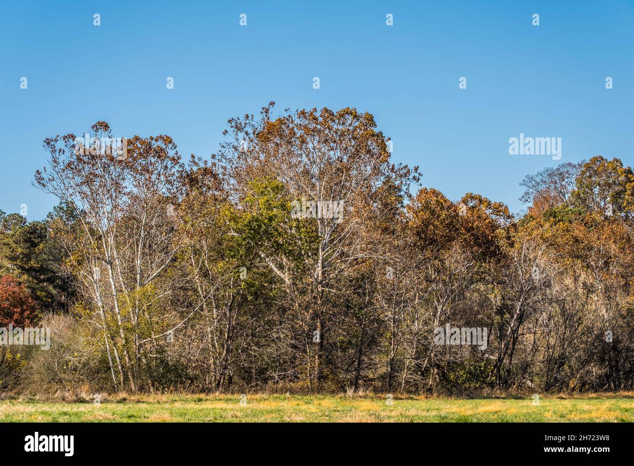 A grouping of large sycamore trees towering above other trees in the ...