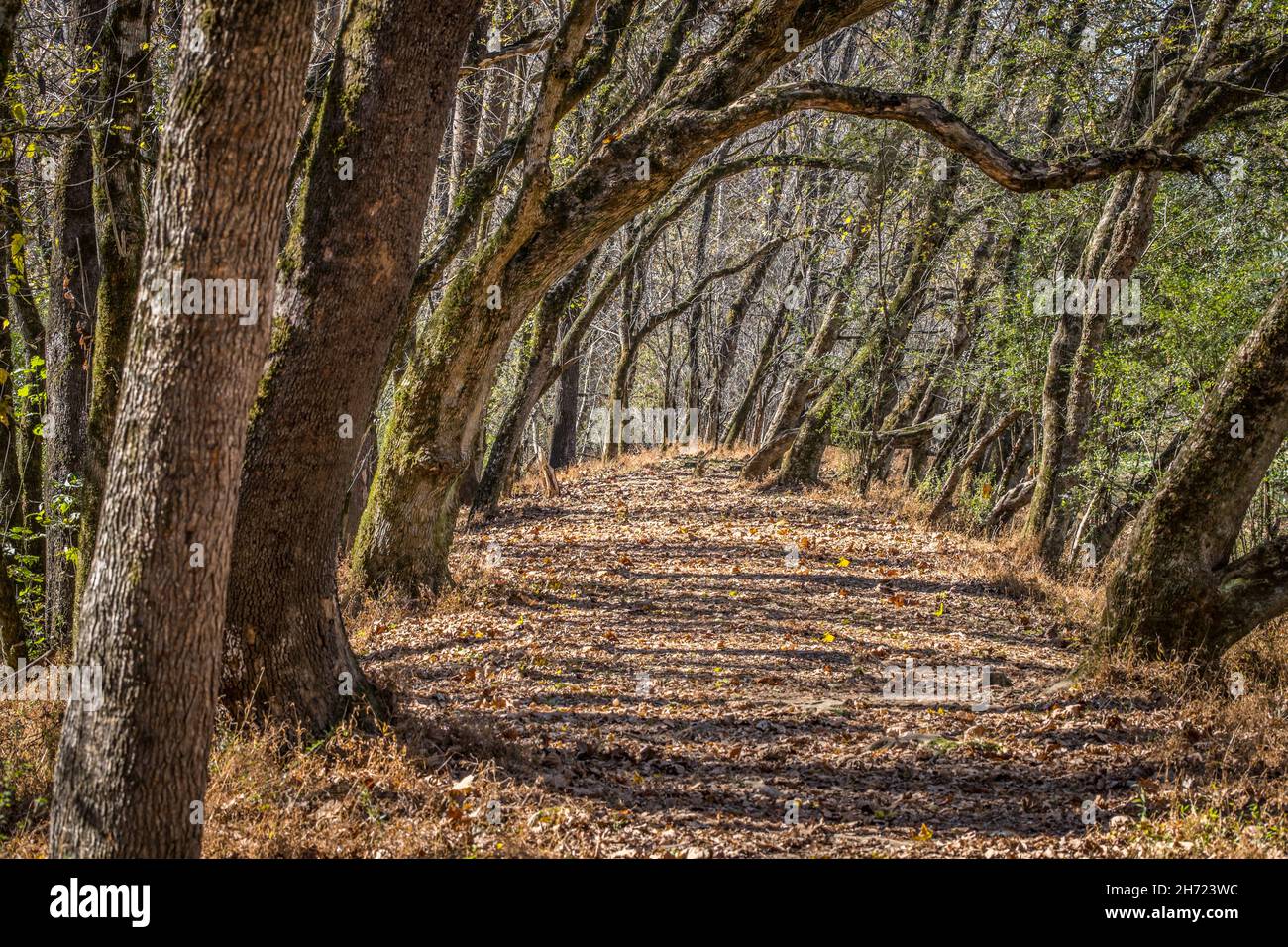 An inviting trail through the archway of the bent over trees that line ...