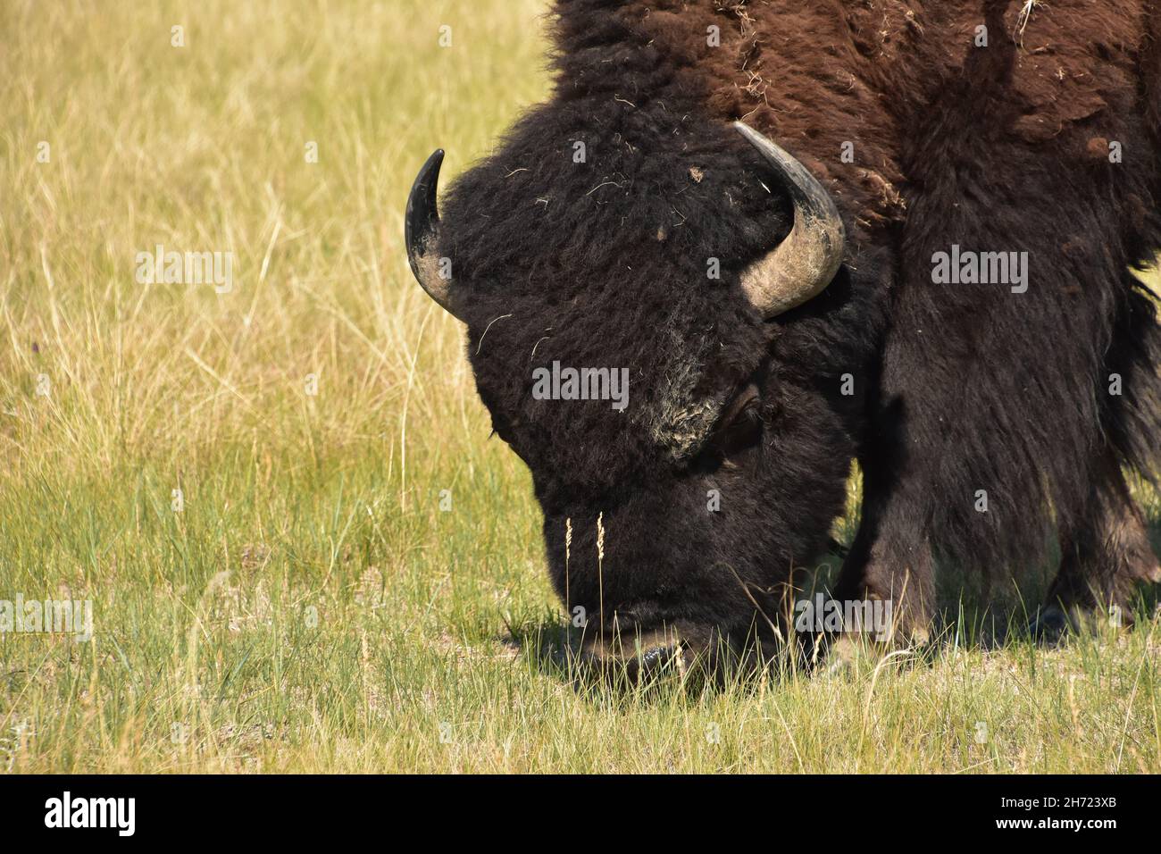 Terrific close up look at a grazing wooly bison in the west Stock Photo ...