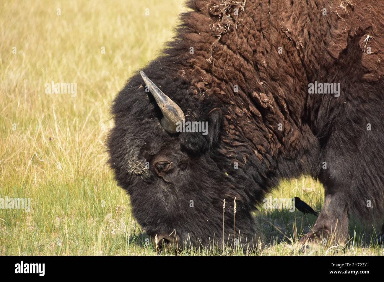 Bison bird head hi-res stock photography and images - Alamy