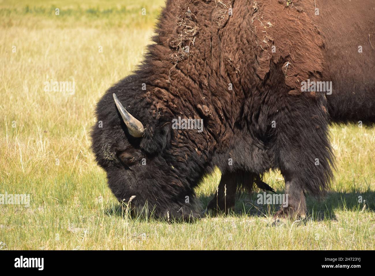 Very wooly American buffalo grazing on plains grasses in South Dakota ...
