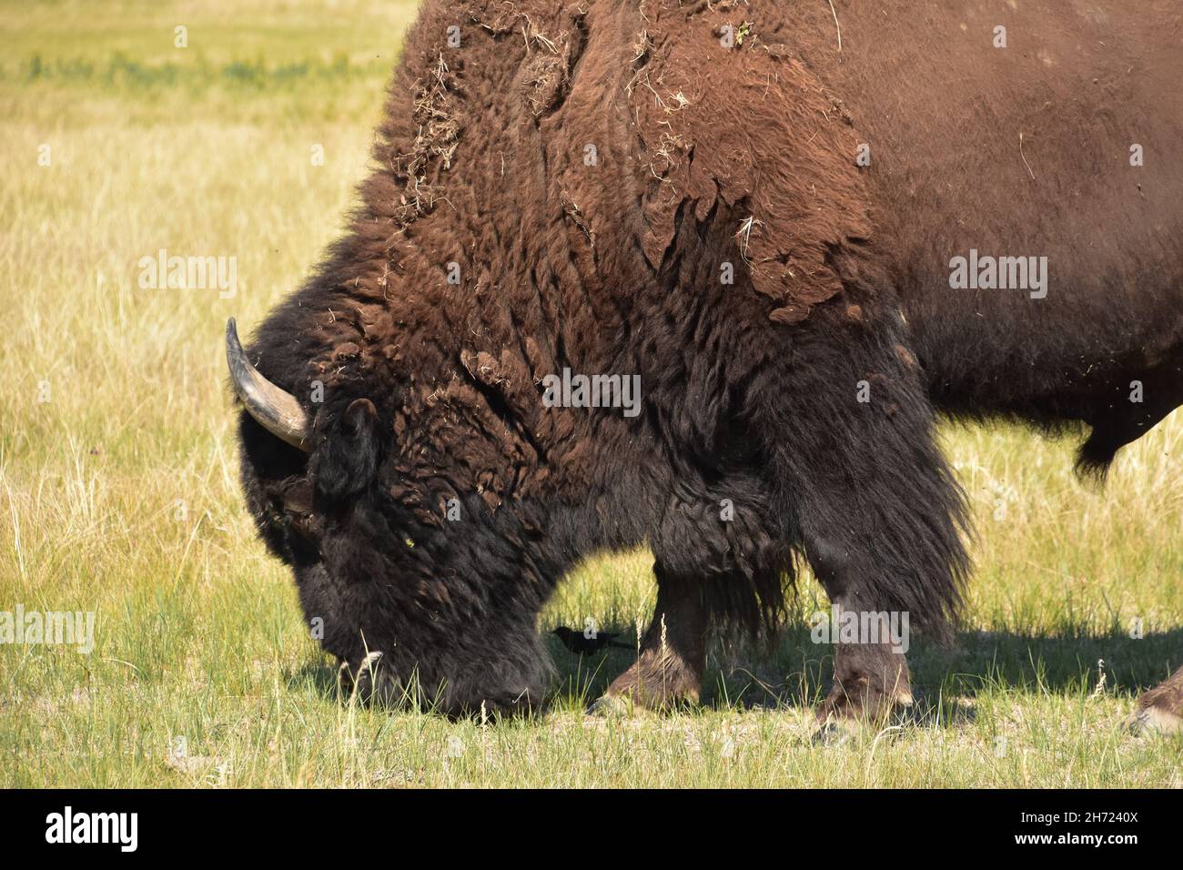 Very thick wooly fur on the head of a bison in South Dakota Stock Photo ...