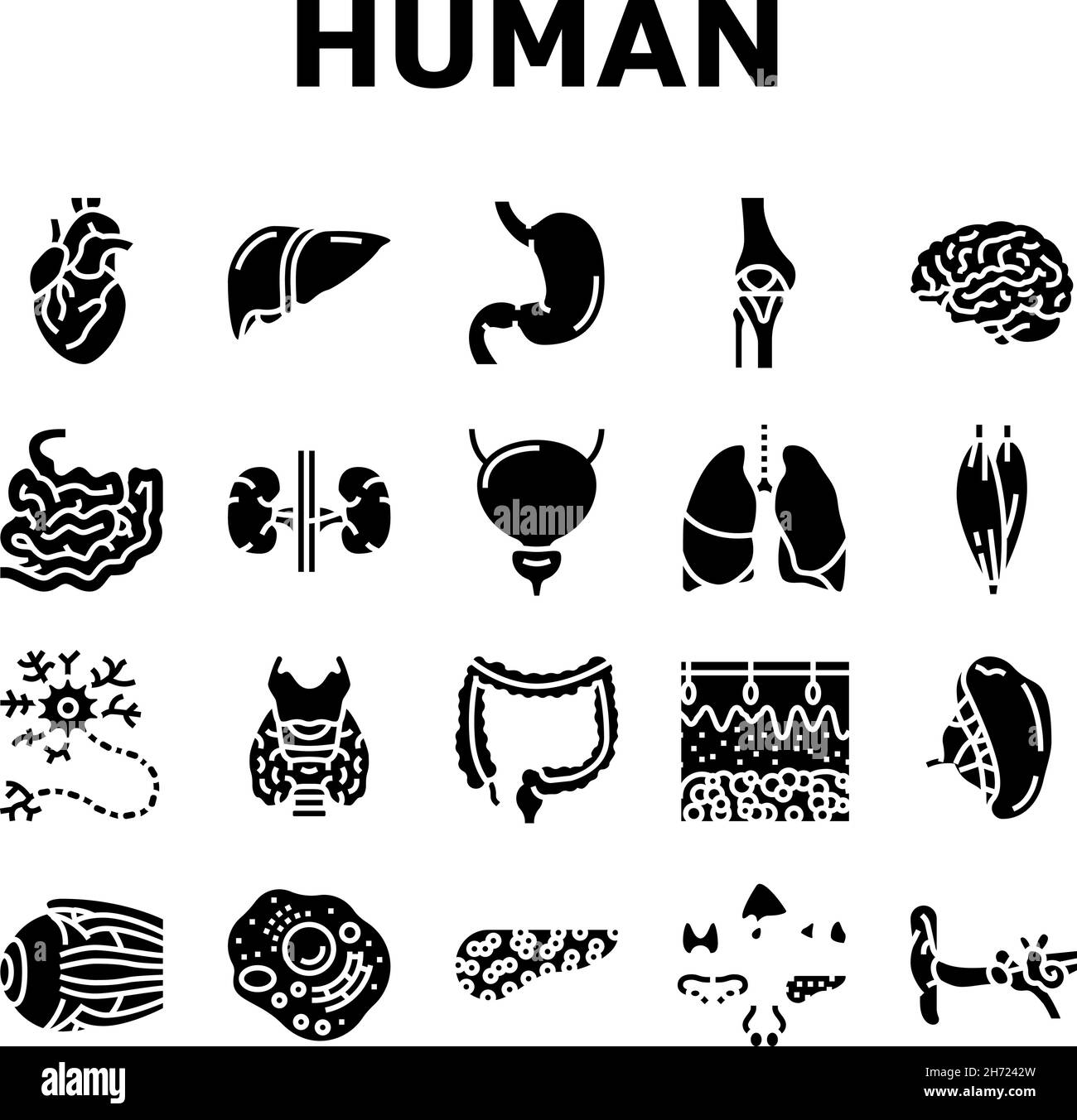 Human Internal Organ Anatomy Icons Set Vector Stock Vector Image & Art ...