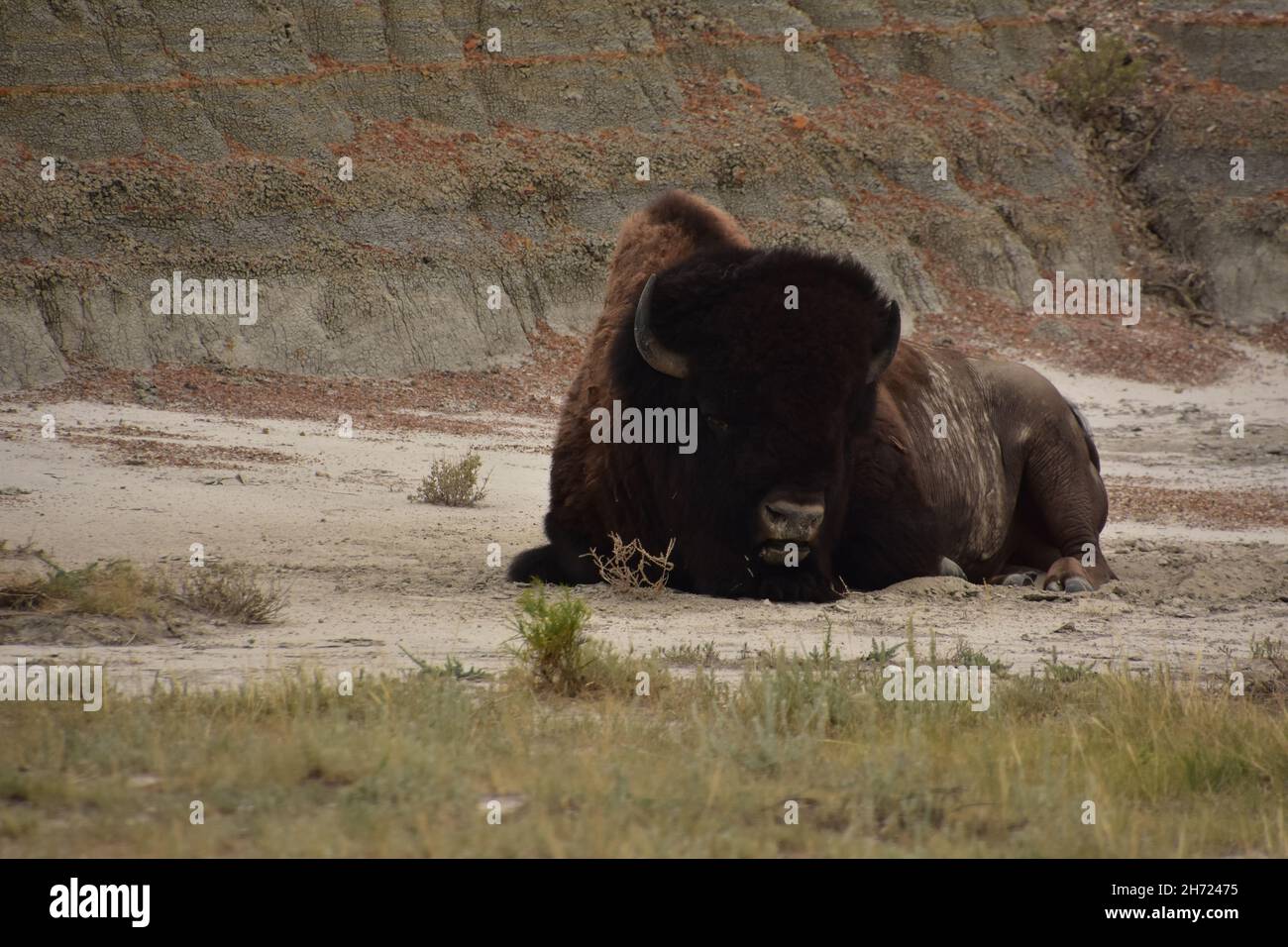American buffalo laying down and resting in the base of a canyon Stock ...