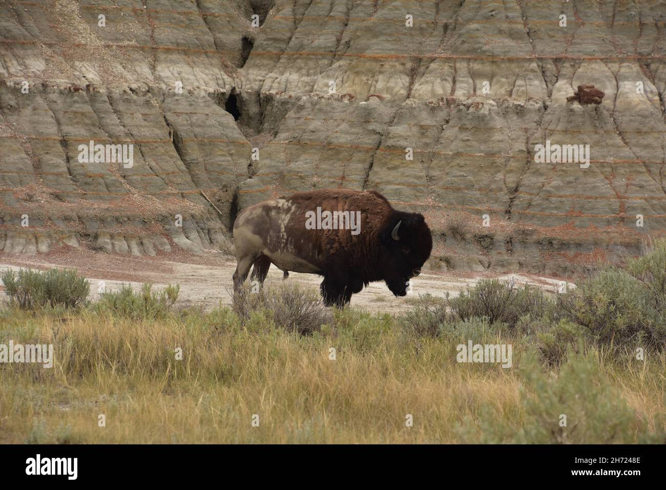 Majestic American buffalo in the base of a badlands canyon Stock Photo ...