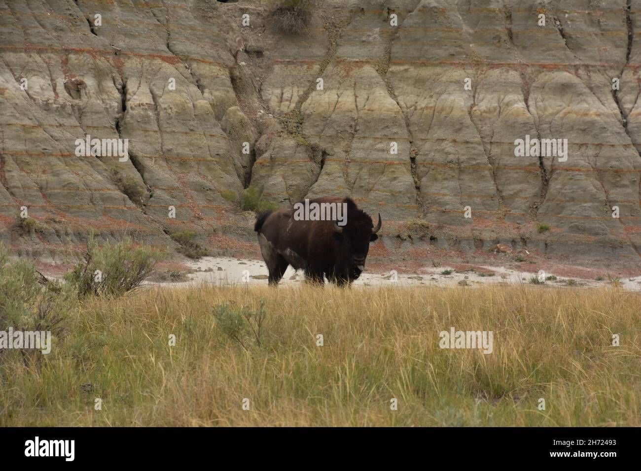 Badlands buffalo with his tongue out while standing in a canyon Stock ...