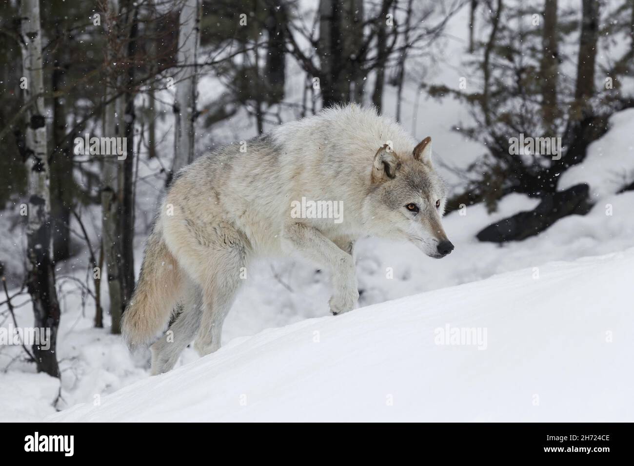 Wolf tree trail hi-res stock photography and images - Alamy