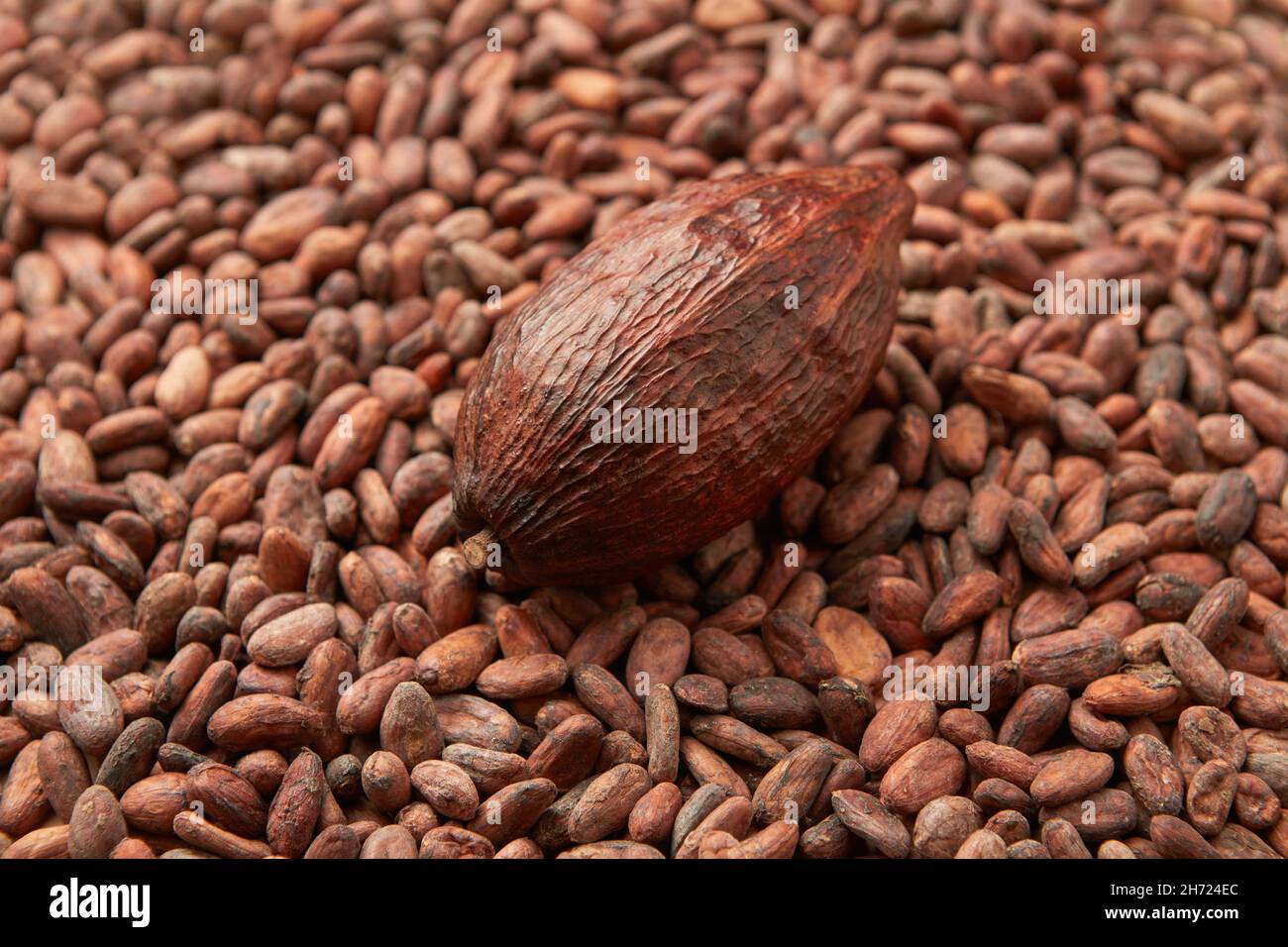 Single pod of cocoa on beans Stock Photo - Alamy