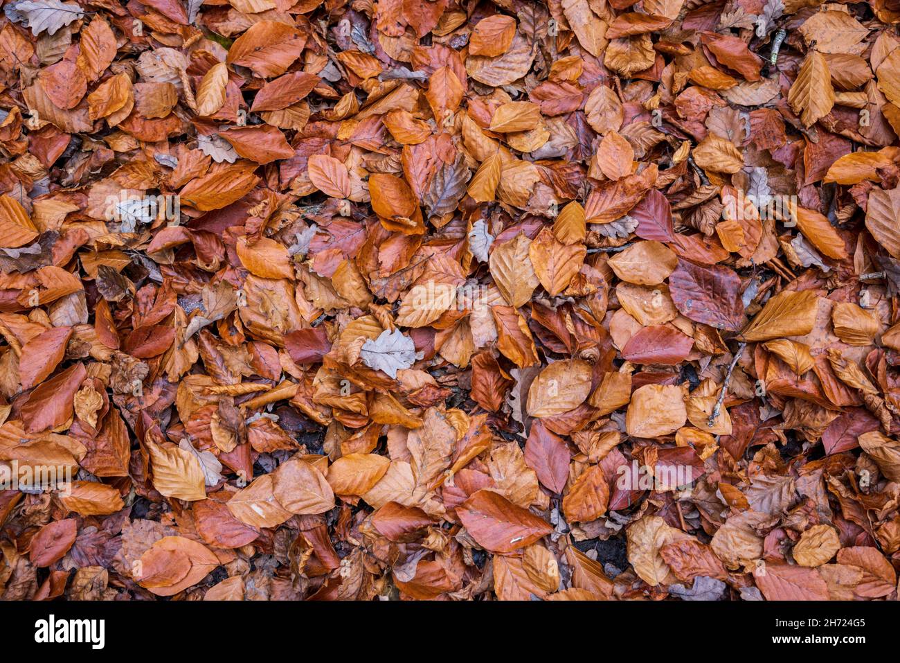 Fallen Beech tree leaves on the forest floor, Forest of Dean ...