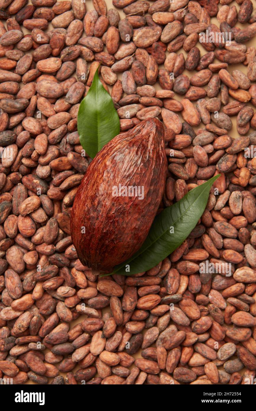 Whole pod of cocoa tree on beans Stock Photo - Alamy
