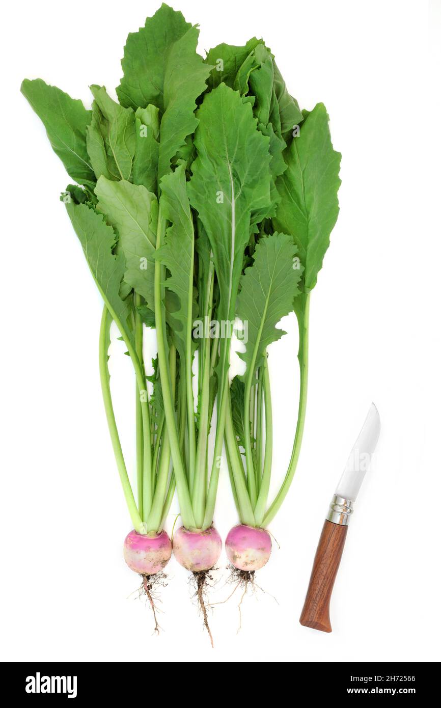 Fresh organic turnip vegetables with leaves & roots for a healthy gut ...