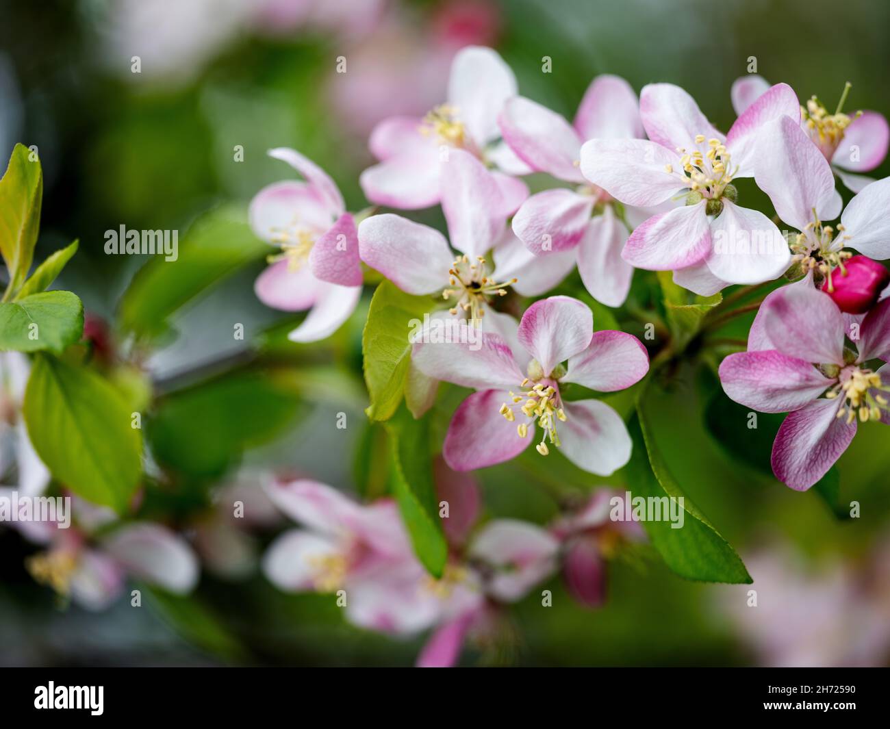 Close up of Soft pastel Cherry Blossoms in Spring Stock Photo - Alamy