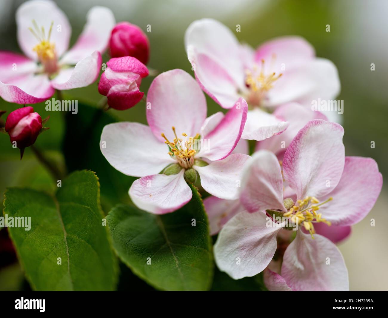 Close up of Soft pastel Cherry Blossoms in Spring Stock Photo - Alamy